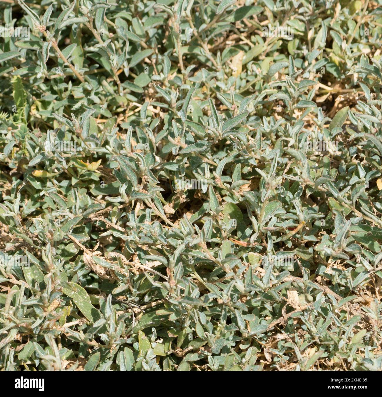 berry saltbush (Atriplex semibaccata) Plantae Stock Photo - Alamy