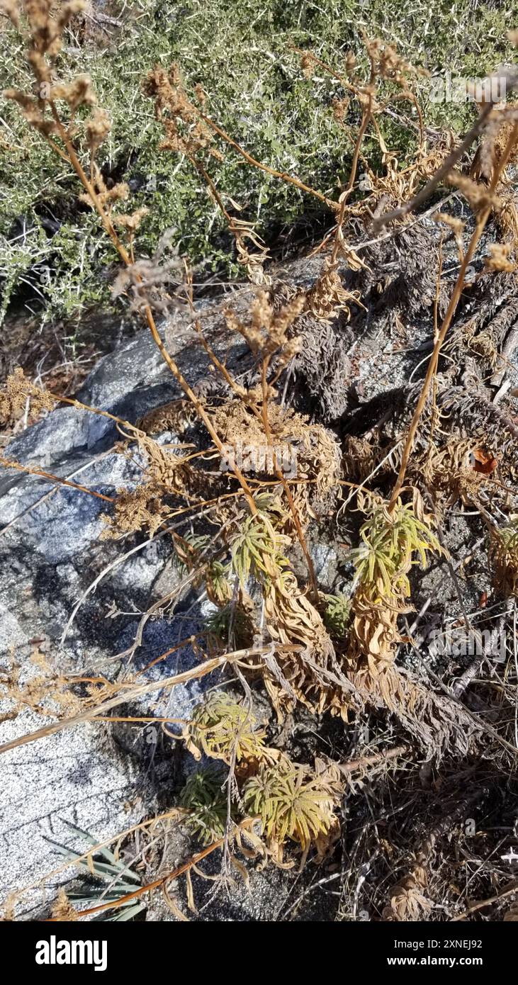 Poodle-dog bush (Turricula parryi) Plantae Stock Photo - Alamy