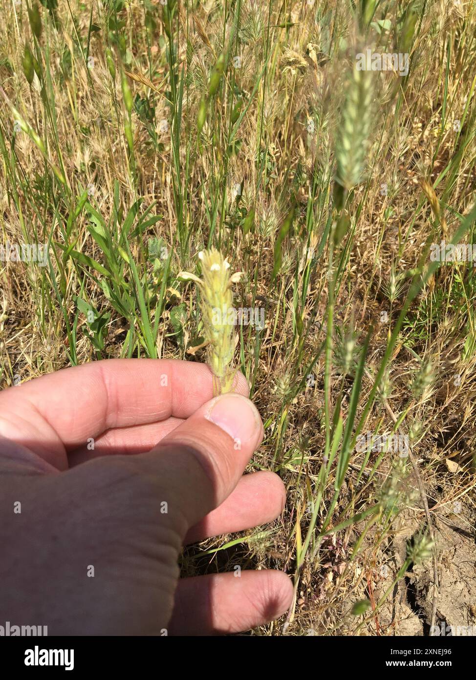 Hairy Indian Paintbrush (Castilleja tenuis) Plantae Stock Photo - Alamy