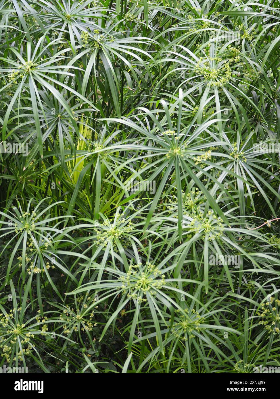 Umbrella papyrus (Cyperus alternifolius flabelliformis) Plantae Stock ...
