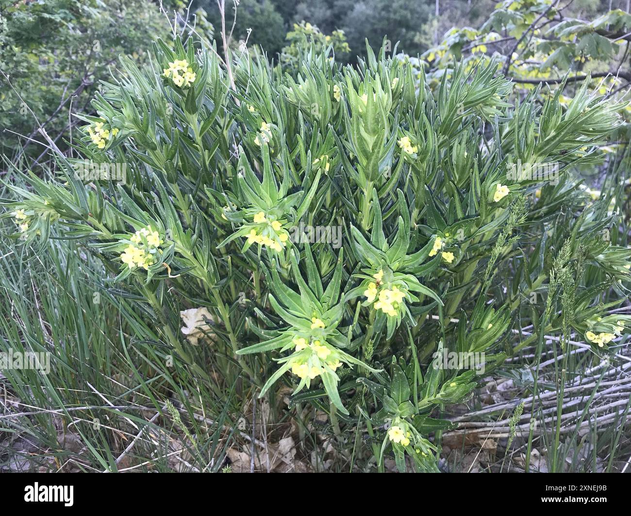 western stoneseed (Lithospermum ruderale) Plantae Stock Photo - Alamy