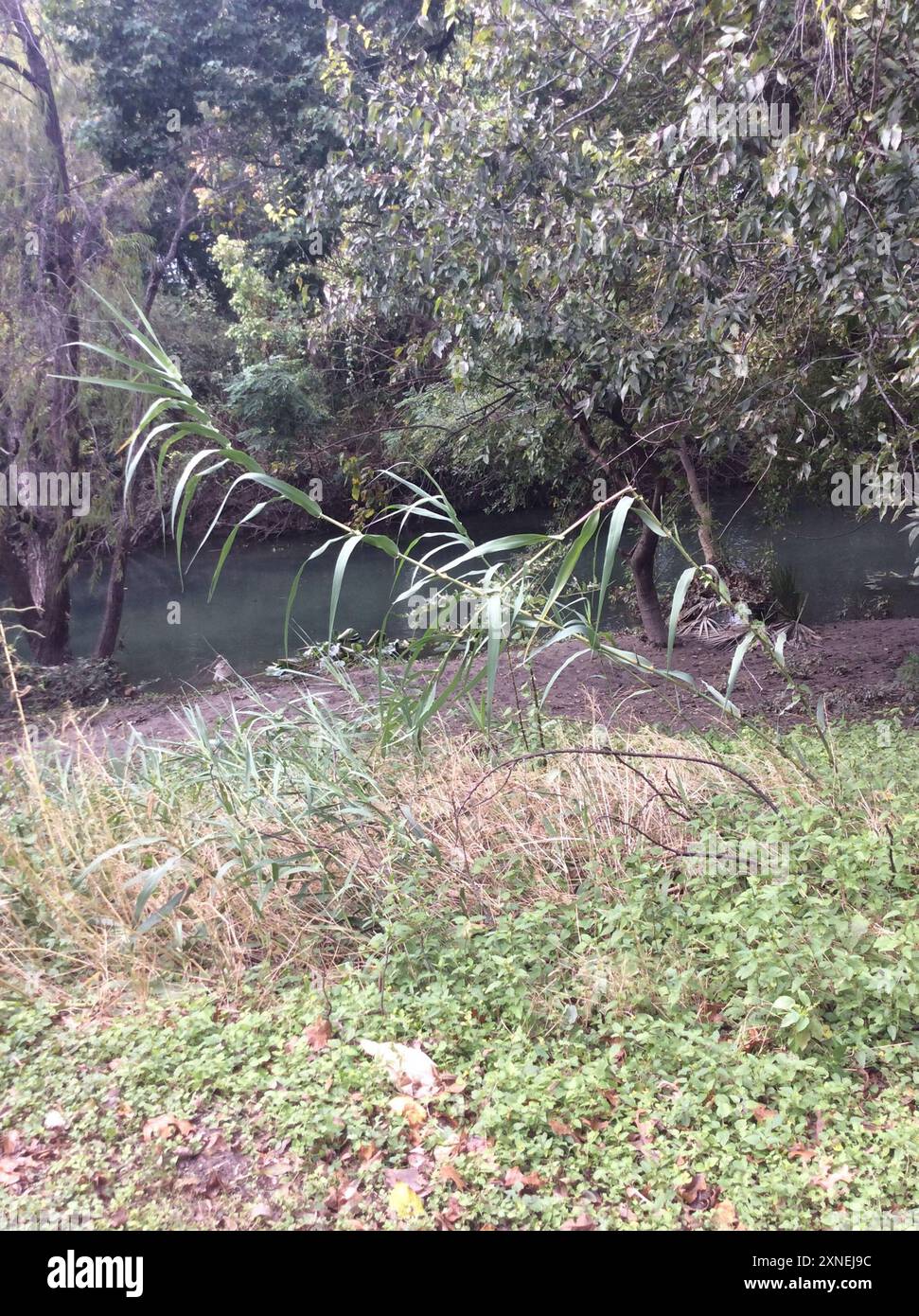 giant reed (Arundo donax) Plantae Stock Photo - Alamy