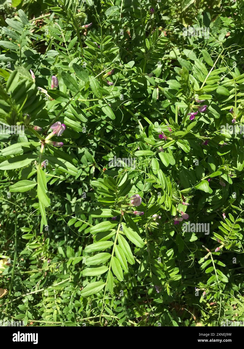 Common Vetch (Vicia sativa) Plantae Stock Photo - Alamy