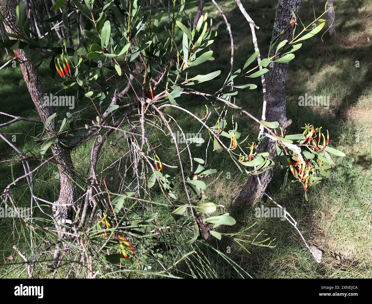 (Lysiana maritima) Plantae Stock Photo - Alamy