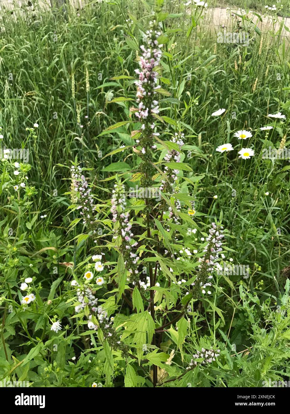 common motherwort (Leonurus cardiaca) Plantae Stock Photo - Alamy