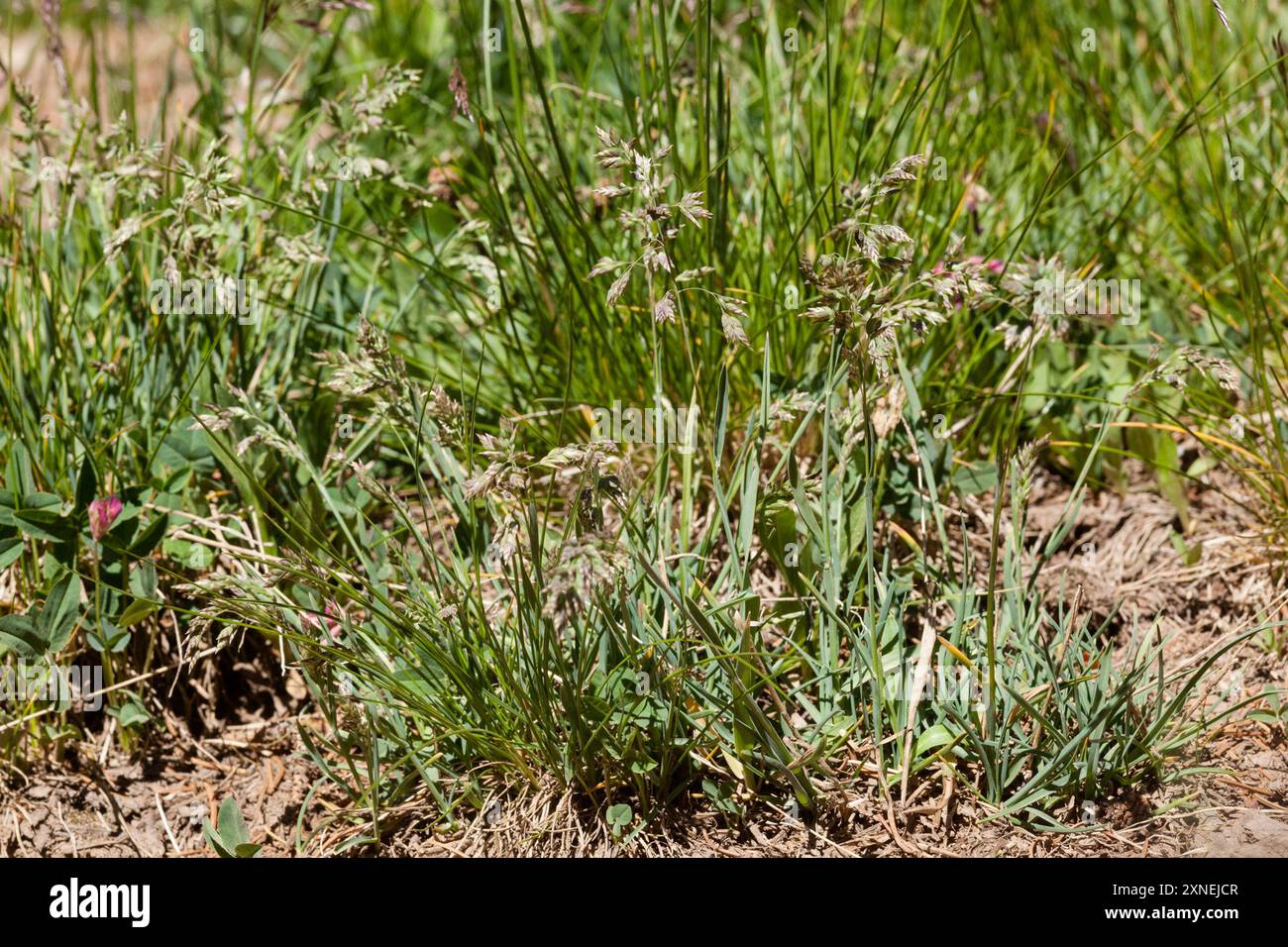 Alpine Bluegrass (Poa alpina) Plantae Stock Photo - Alamy