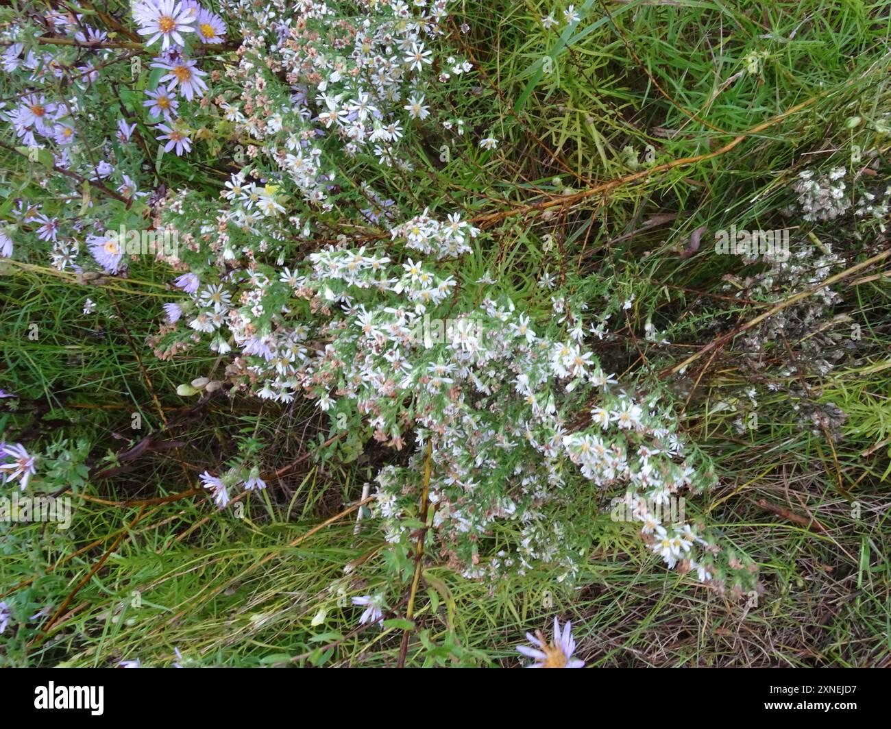 white heath aster (Symphyotrichum ericoides) Plantae Stock Photo - Alamy