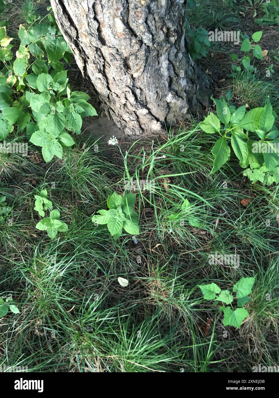 Canadian Meadow garlic (Allium canadense) Plantae Stock Photo - Alamy