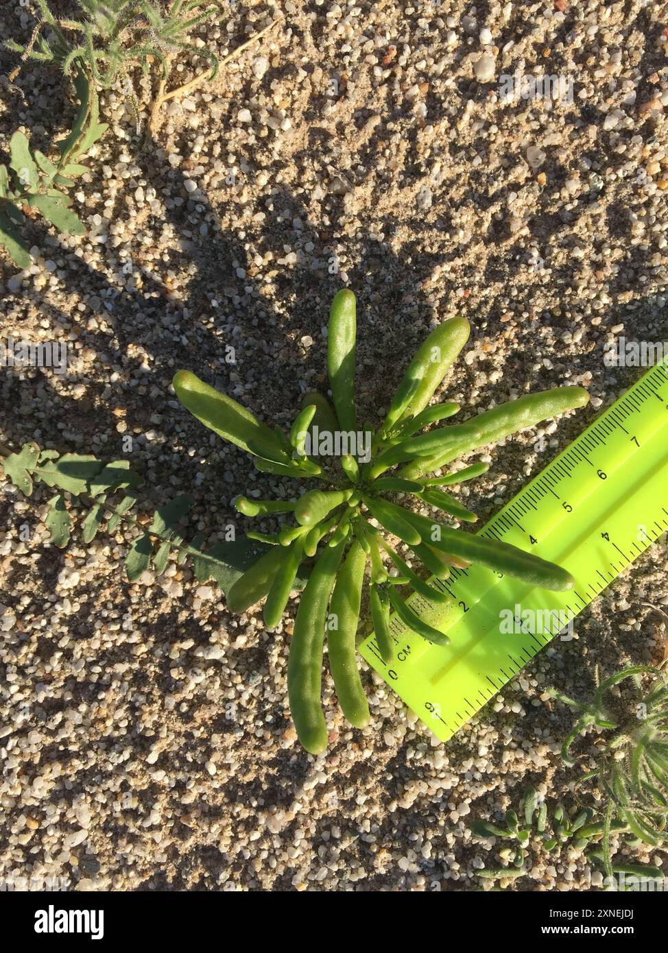 desert rockpurslane (Cistanthe ambigua) Plantae Stock Photo - Alamy