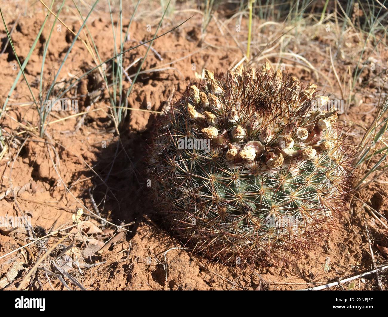 Mountain Ball Cactus (Pediocactus simpsonii) Plantae Stock Photo - Alamy