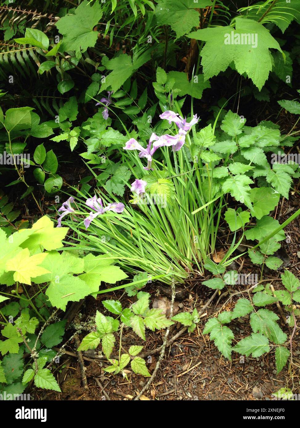 Oregon iris (Iris tenax) Plantae Stock Photo - Alamy