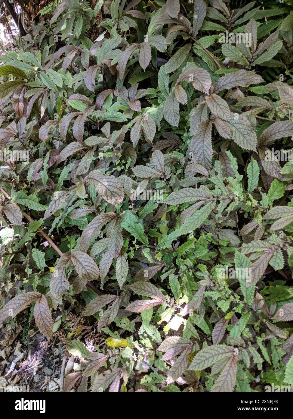 Parataniwha (Elatostema rugosum) Plantae Stock Photo - Alamy
