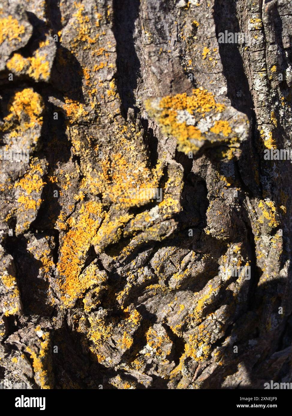 Shrubby Sunburst Lichen (Polycauliona candelaria) Fungi Stock Photo - Alamy