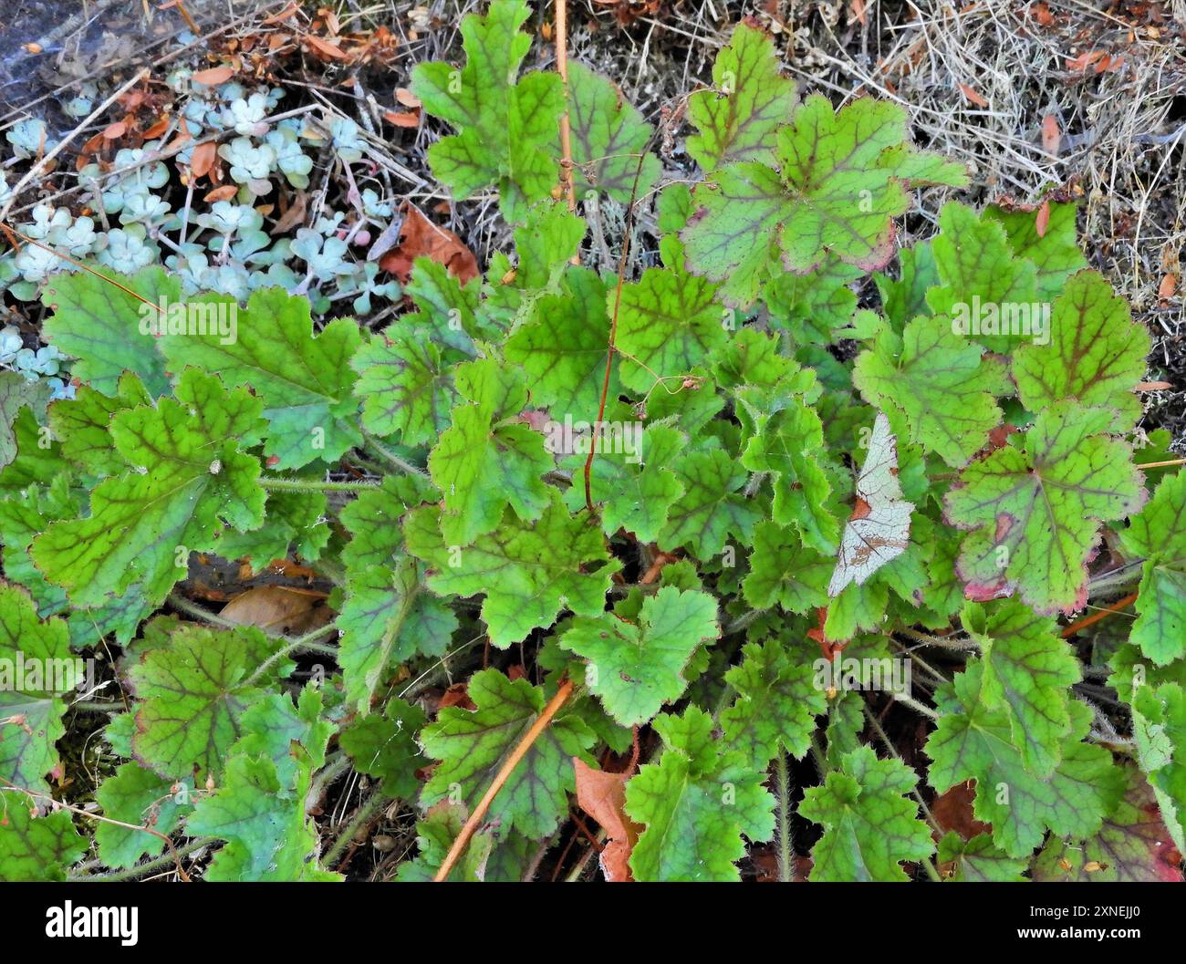 crevice alumroot (Heuchera micrantha) Plantae Stock Photo - Alamy