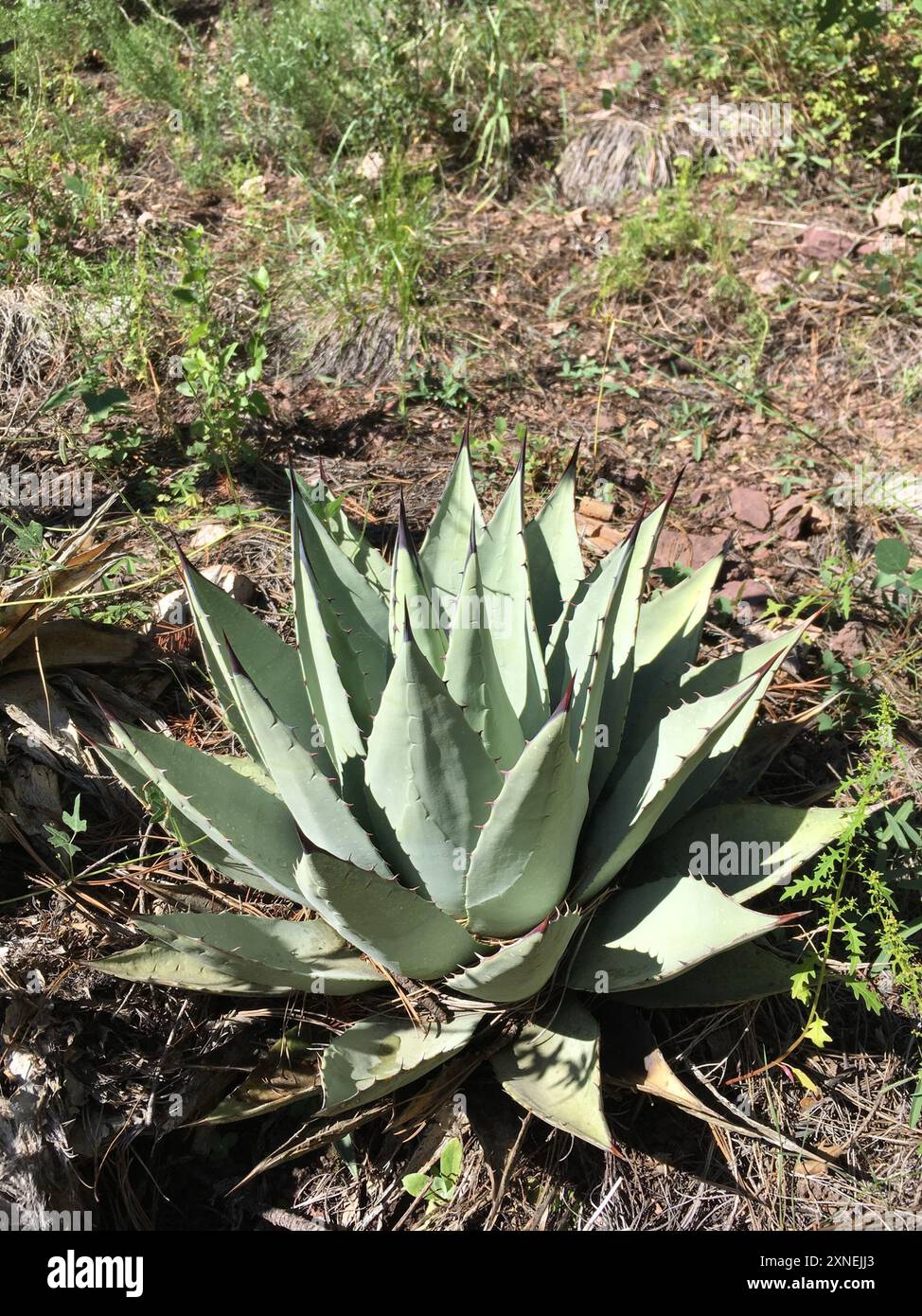 Parry's agave (Agave parryi) Plantae Stock Photo - Alamy