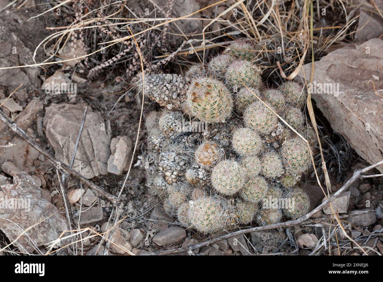 Whitecolumn Foxtail Cactus (Escobaria tuberculosa) Plantae Stock Photo ...
