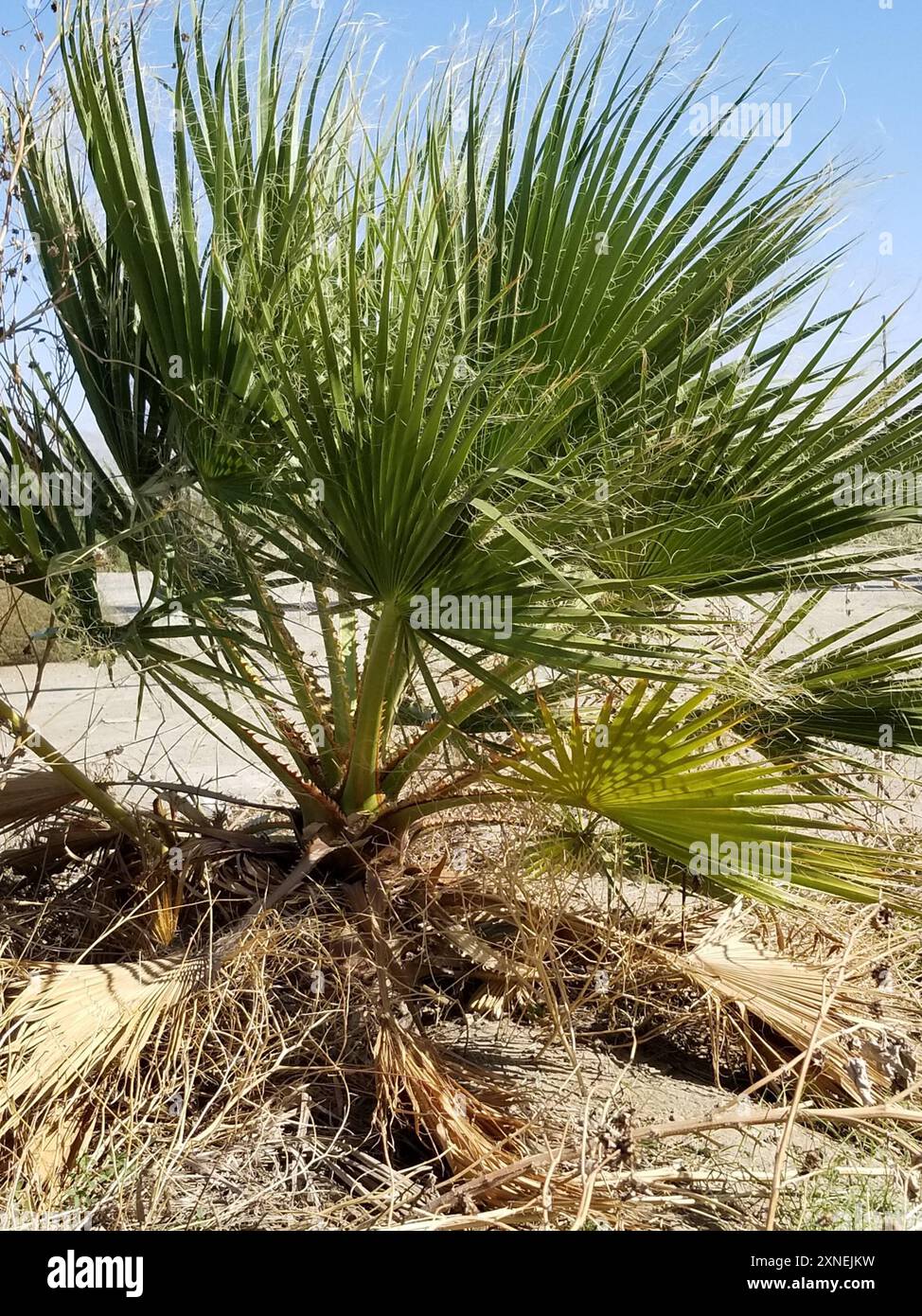 California fan palm (Washingtonia filifera) Plantae Stock Photo - Alamy