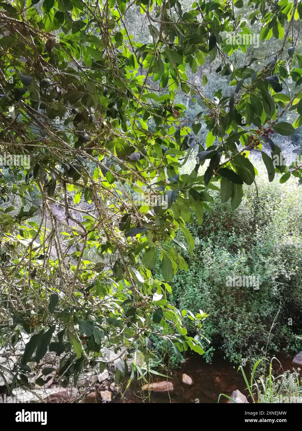Cape Holly (Ilex mitis) Plantae Stock Photo - Alamy