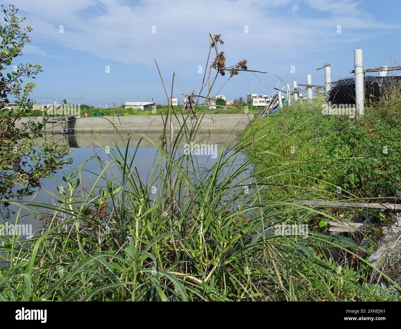 Javanese Flatsedge (Cyperus javanicus) Plantae Stock Photo - Alamy