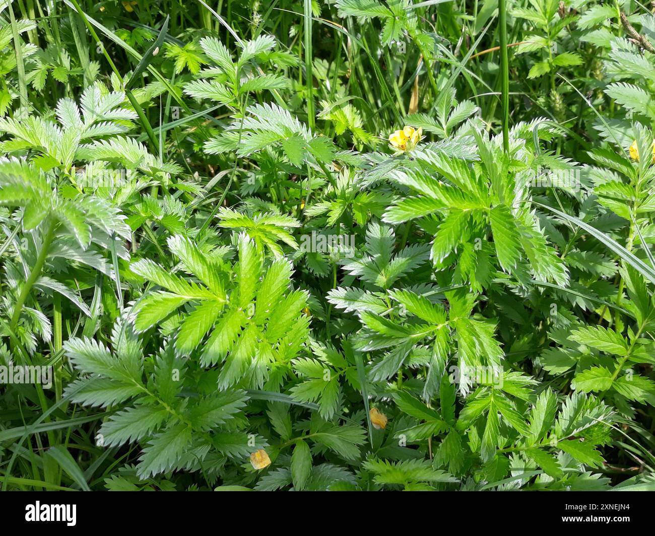 common silverweed (Argentina anserina) Plantae Stock Photo - Alamy