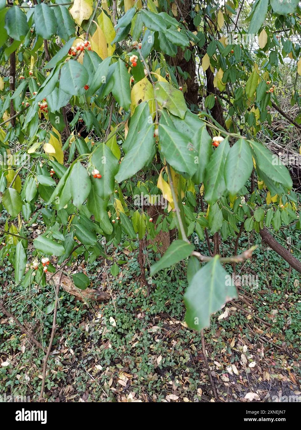 fortune's spindle (Euonymus fortunei) Plantae Stock Photo - Alamy
