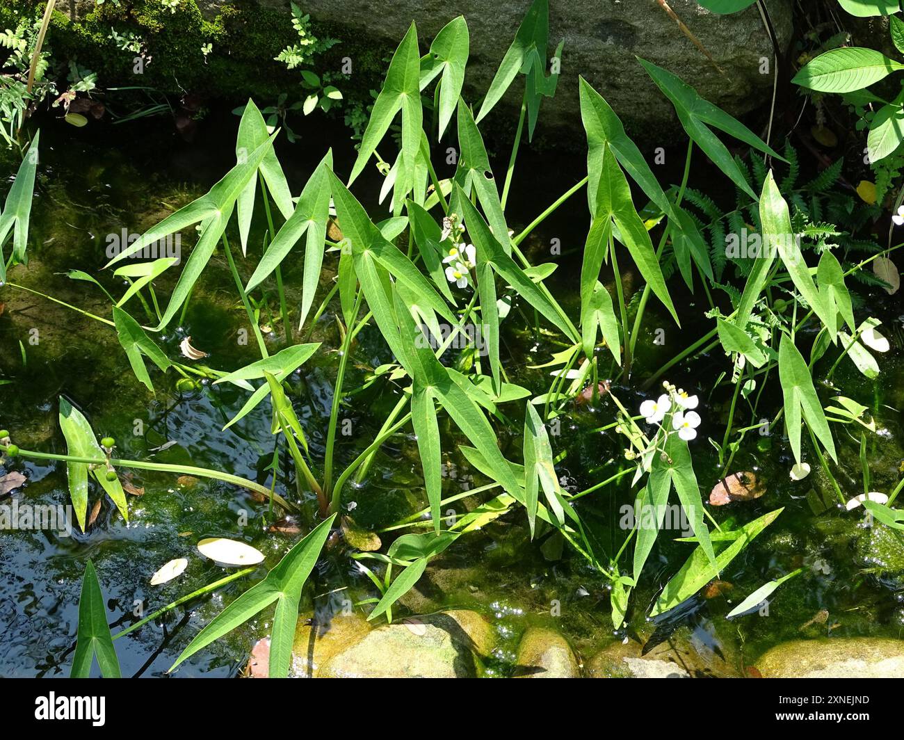 Chinese Arrowhead (Sagittaria trifolia) Plantae Stock Photo - Alamy