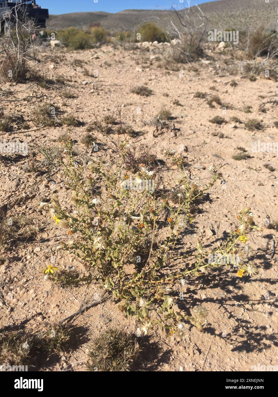 (Xanthisma viscidum) Plantae Stock Photo - Alamy