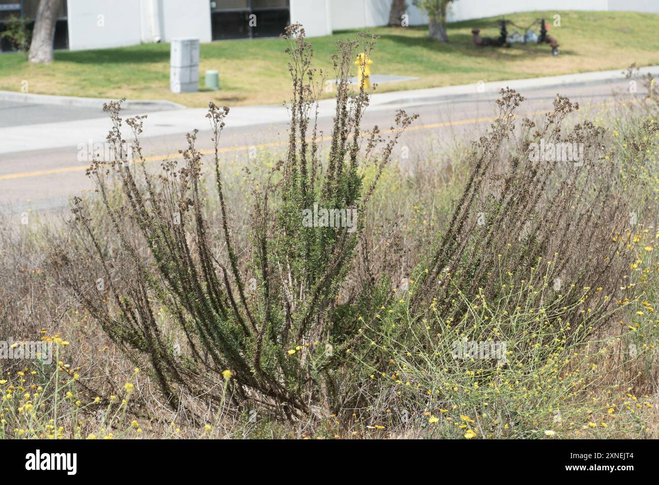 Coastal Goldenbush (Isocoma menziesii) Plantae Stock Photo - Alamy