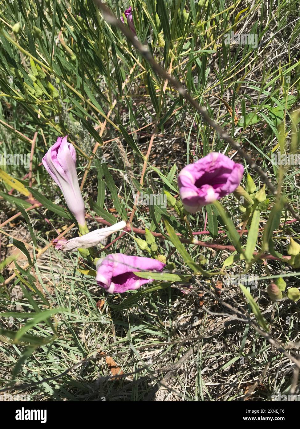 Bush Morning-glory (Ipomoea leptophylla) Plantae Stock Photo - Alamy