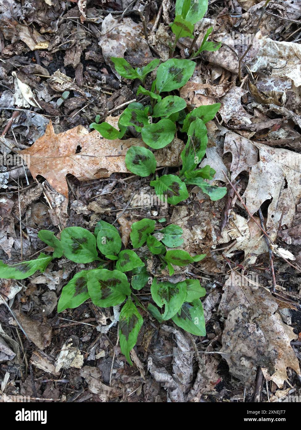 American jumpseed (Persicaria virginiana) Plantae Stock Photo - Alamy
