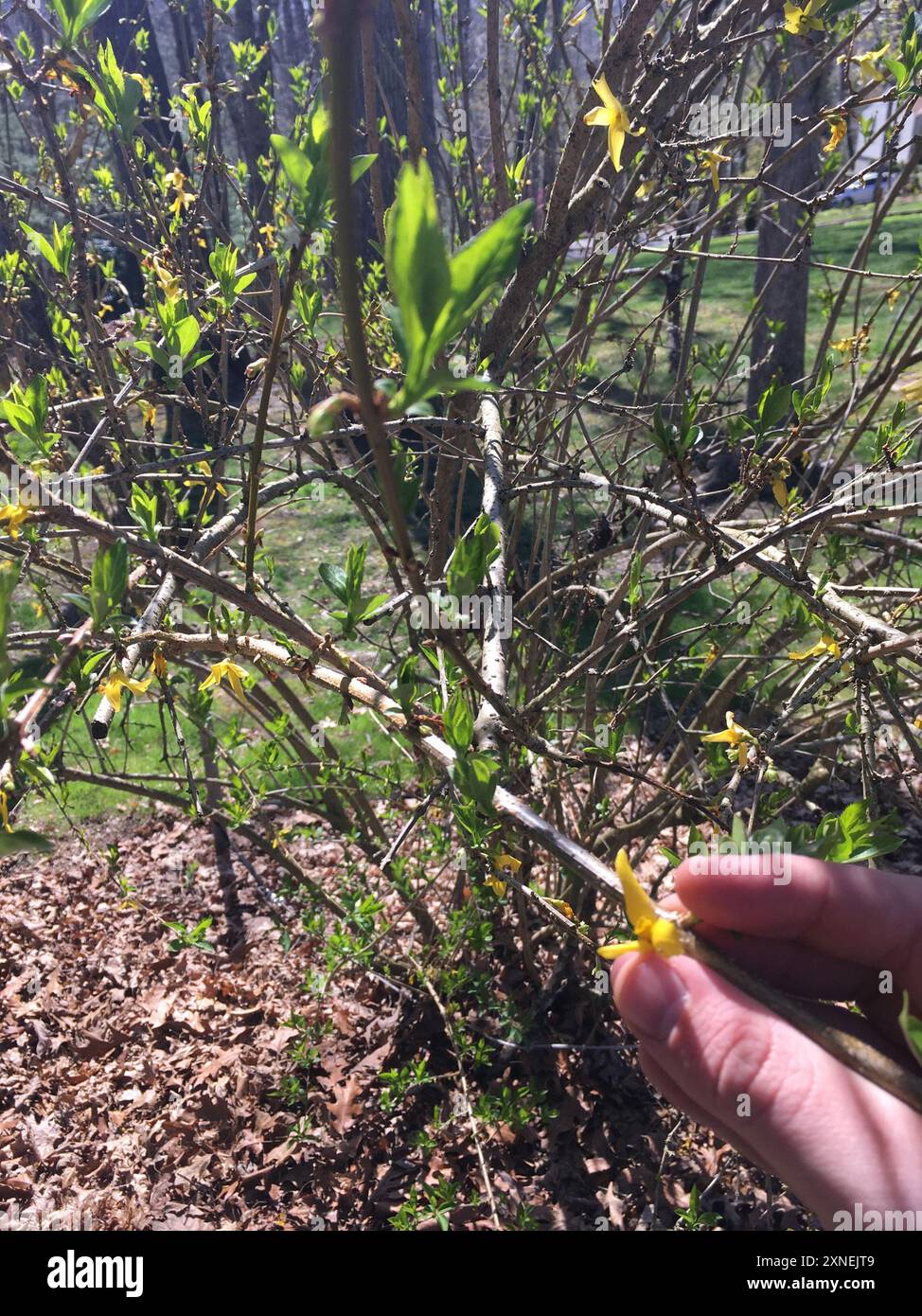 Forsythias (Forsythia) Plantae Stock Photo - Alamy