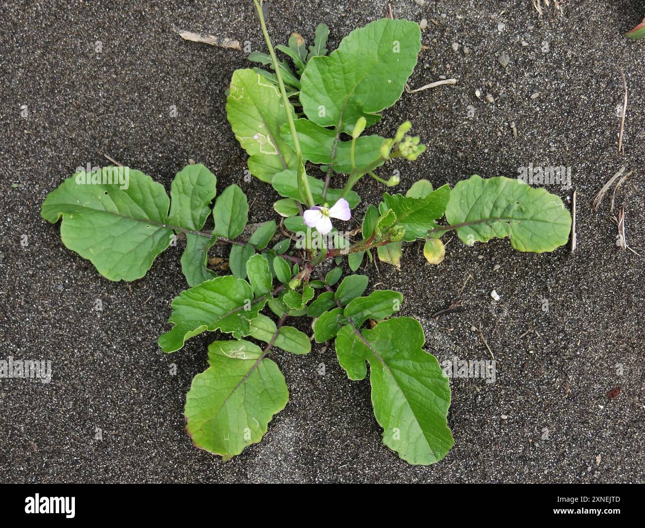 wild and domestic radish (Raphanus raphanistrum sativus) Plantae Stock ...