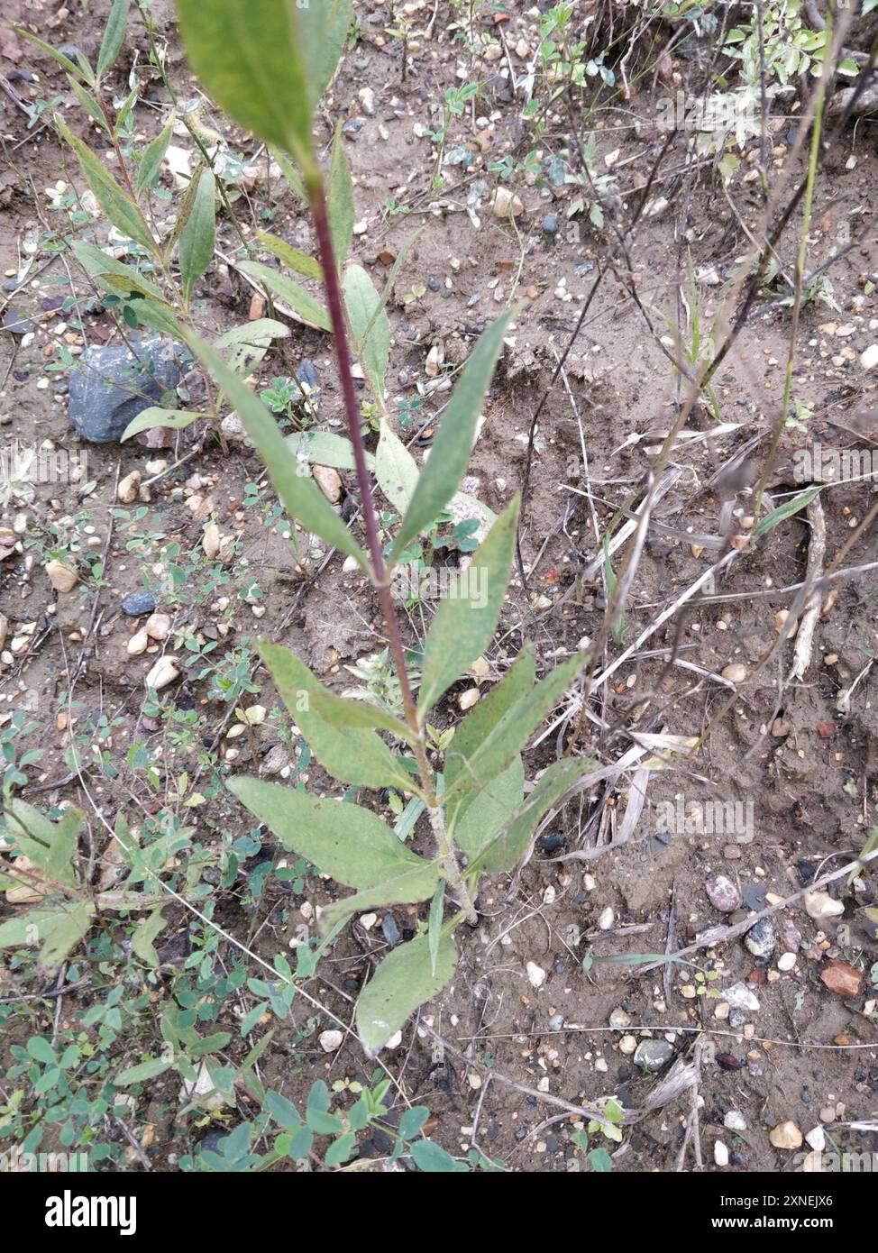 Stiff Sunflower (Helianthus pauciflorus) Plantae Stock Photo - Alamy