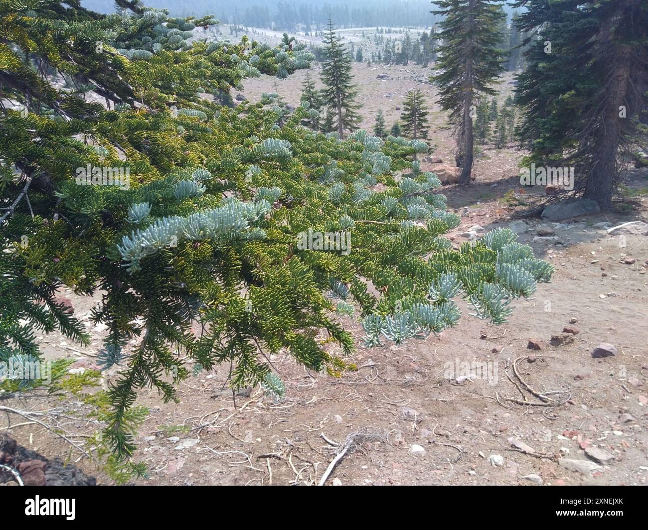 Shasta Red Fir (Abies magnifica shastensis) Plantae Stock Photo - Alamy