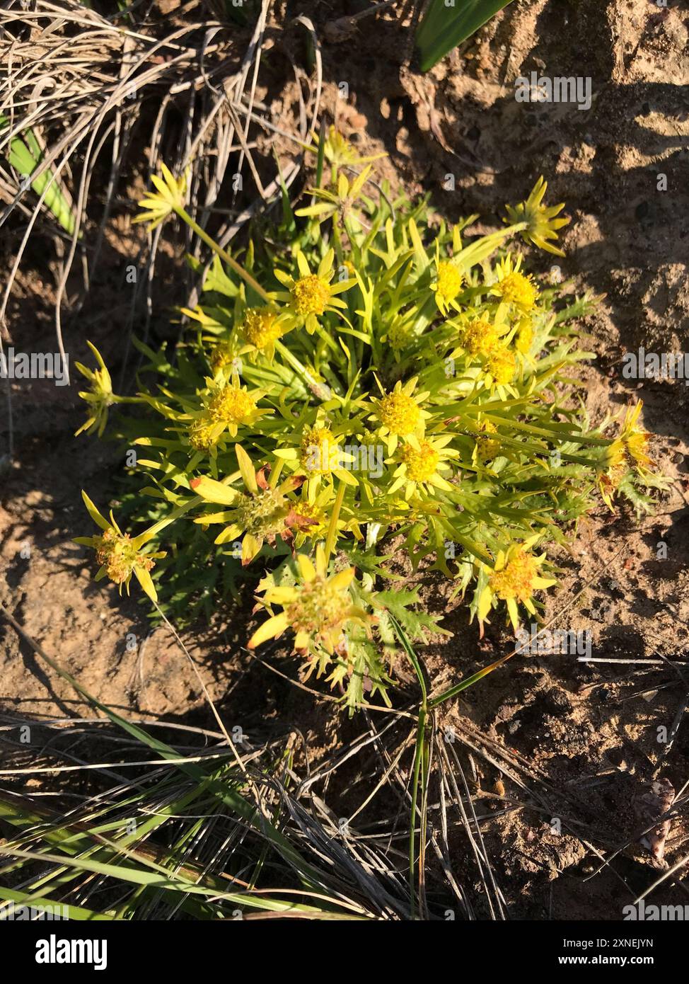 Footsteps of spring (Sanicula arctopoides) Plantae Stock Photo - Alamy