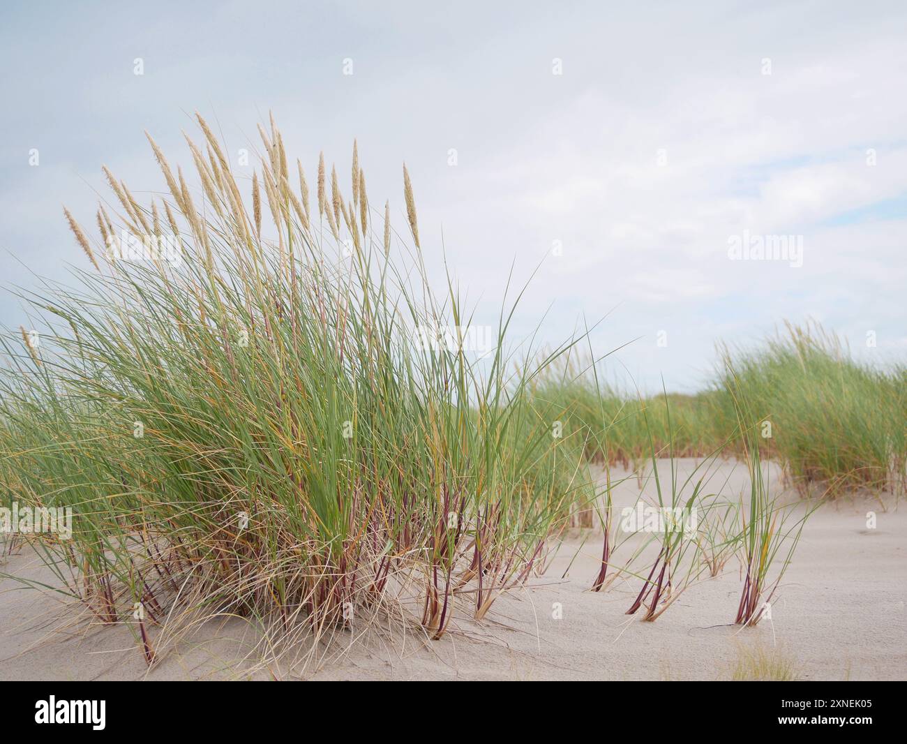 Grass growing on coastal sand dunes in Skagen, Denmark. Plant Ammophila ...