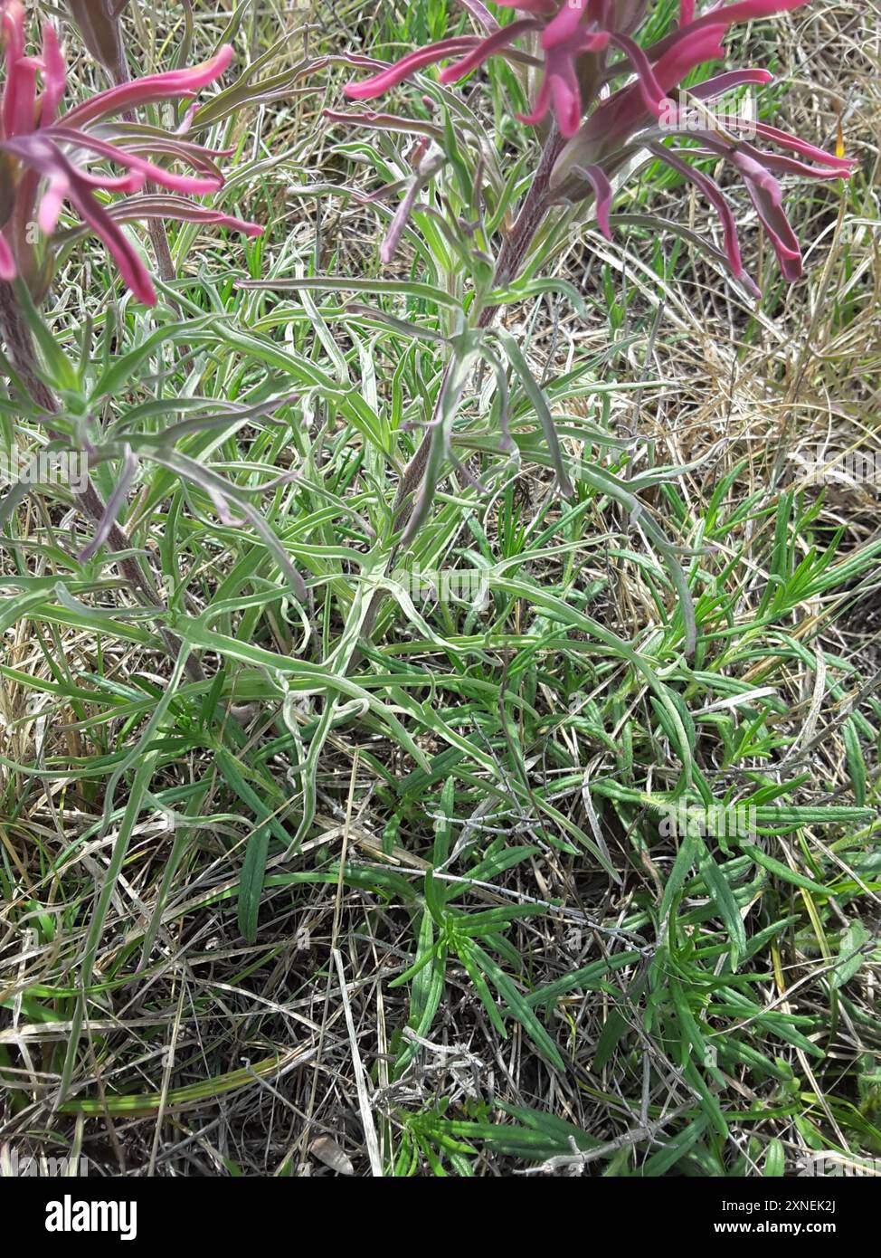 Purple paintbrush (Castilleja purpurea) Plantae Stock Photo - Alamy