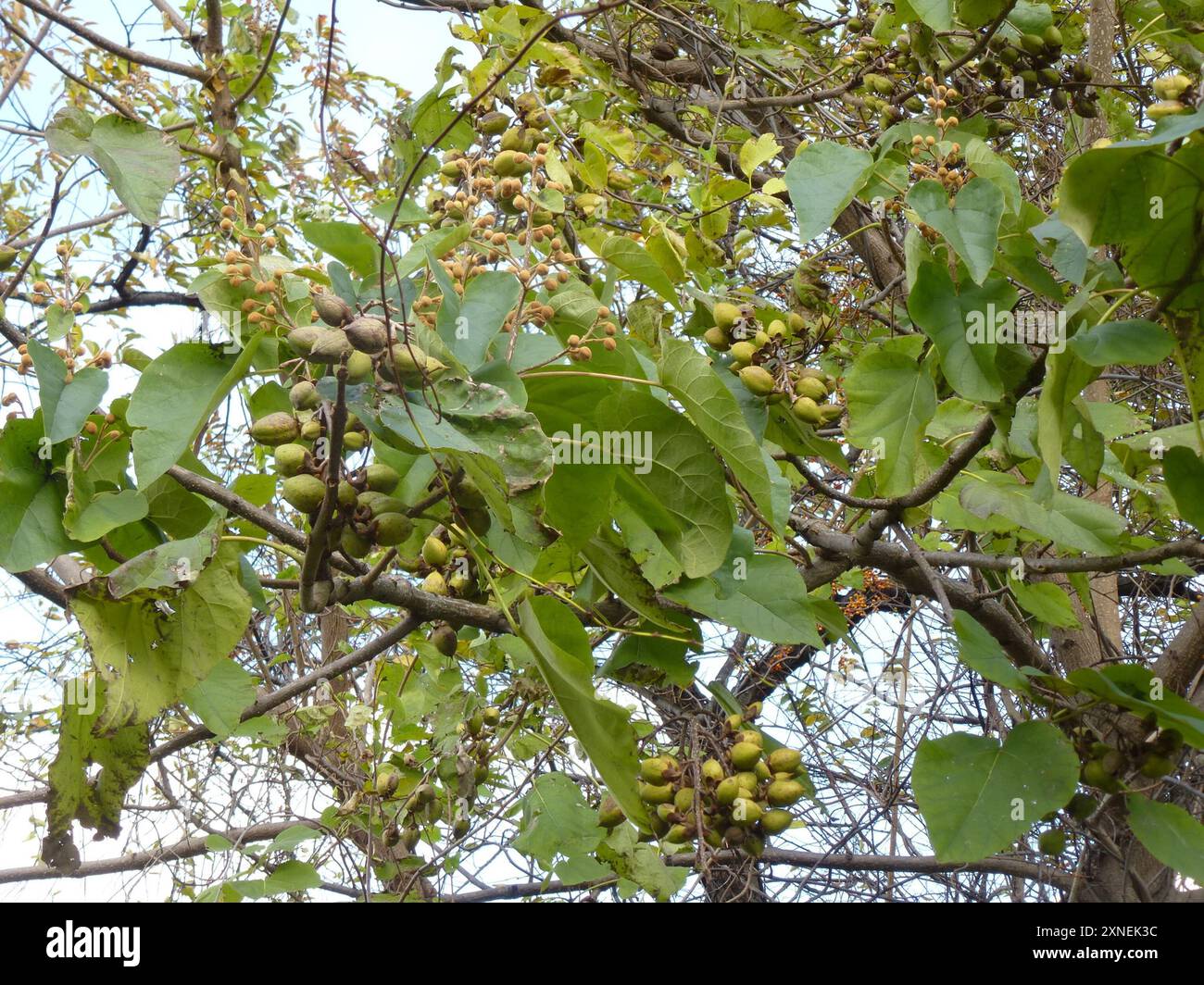 princess tree (Paulownia tomentosa) Plantae Stock Photo - Alamy