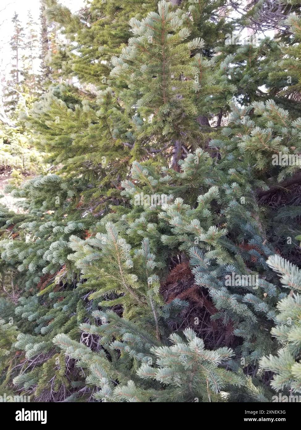 subalpine fir (Abies lasiocarpa) Plantae Stock Photo - Alamy