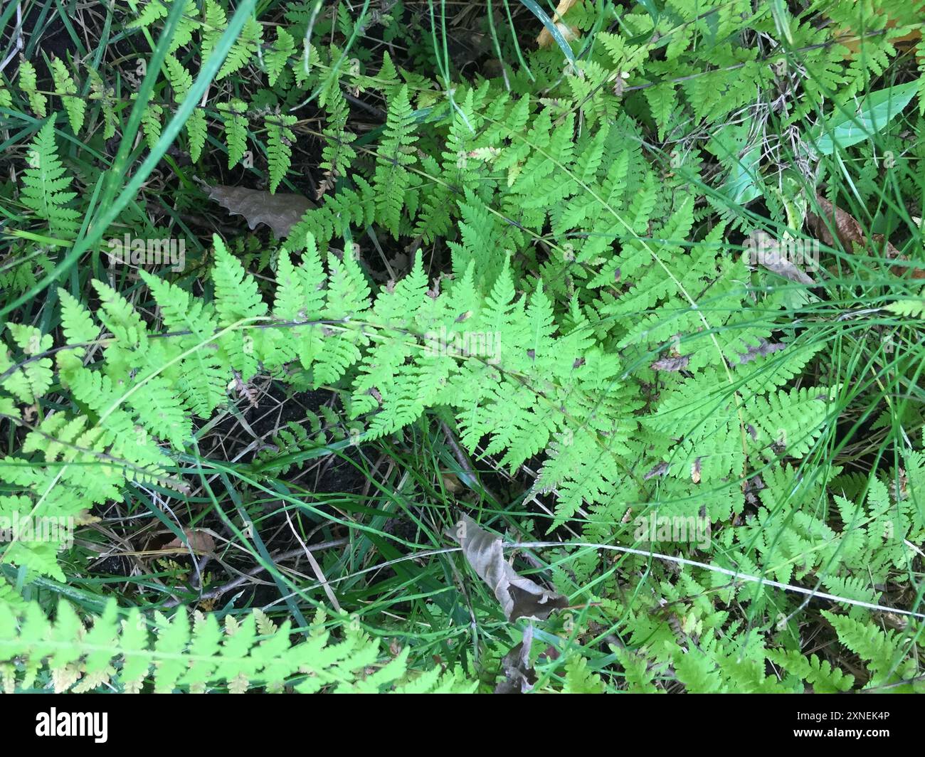 bulblet fern (Cystopteris bulbifera) Plantae Stock Photo - Alamy