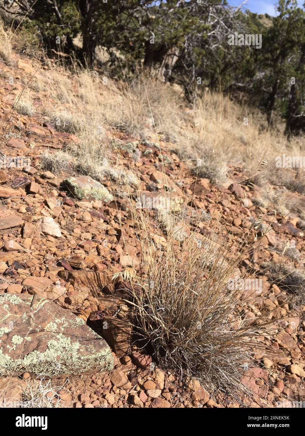 Sideoats Grama (Bouteloua curtipendula) Plantae Stock Photo - Alamy