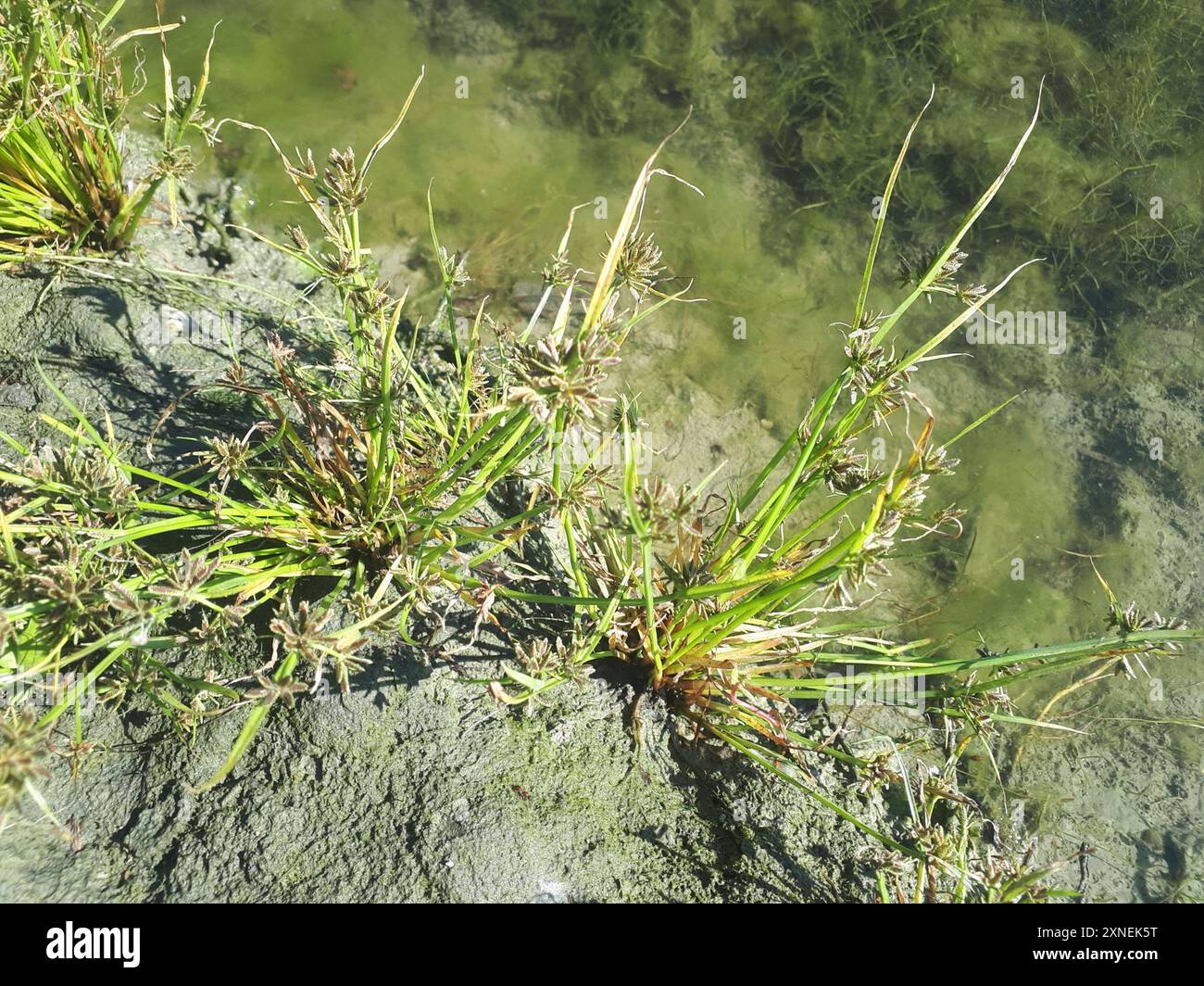 Brown Flatsedge (Cyperus fuscus) Plantae Stock Photo - Alamy