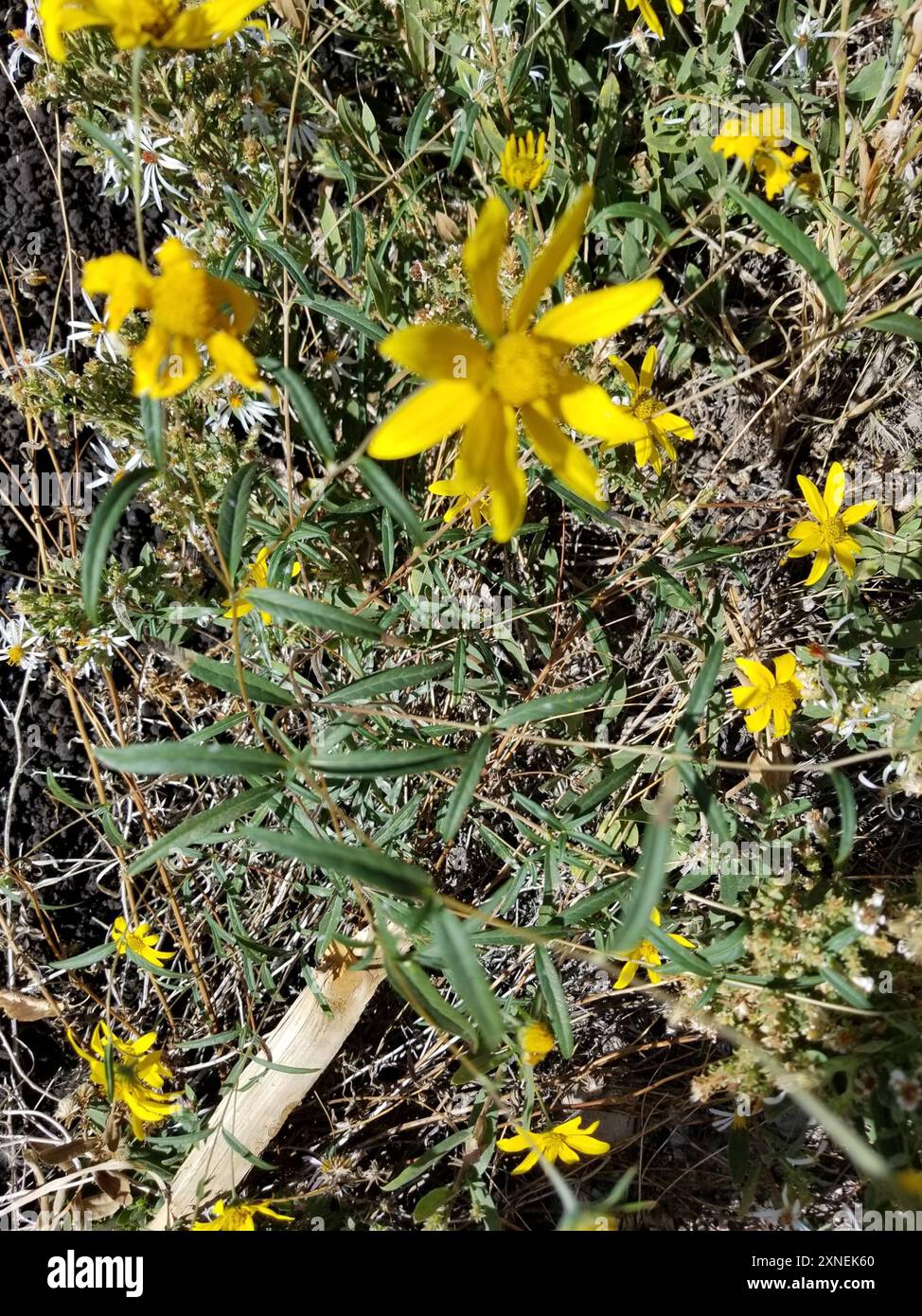 showy goldeneye (Heliomeris multiflora) Plantae Stock Photo - Alamy