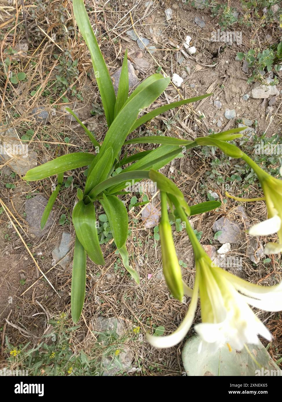 (Ismene hawkesii) Plantae Stock Photo - Alamy