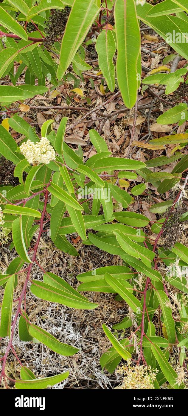 laurel sumac (Malosma laurina) Plantae Stock Photo - Alamy