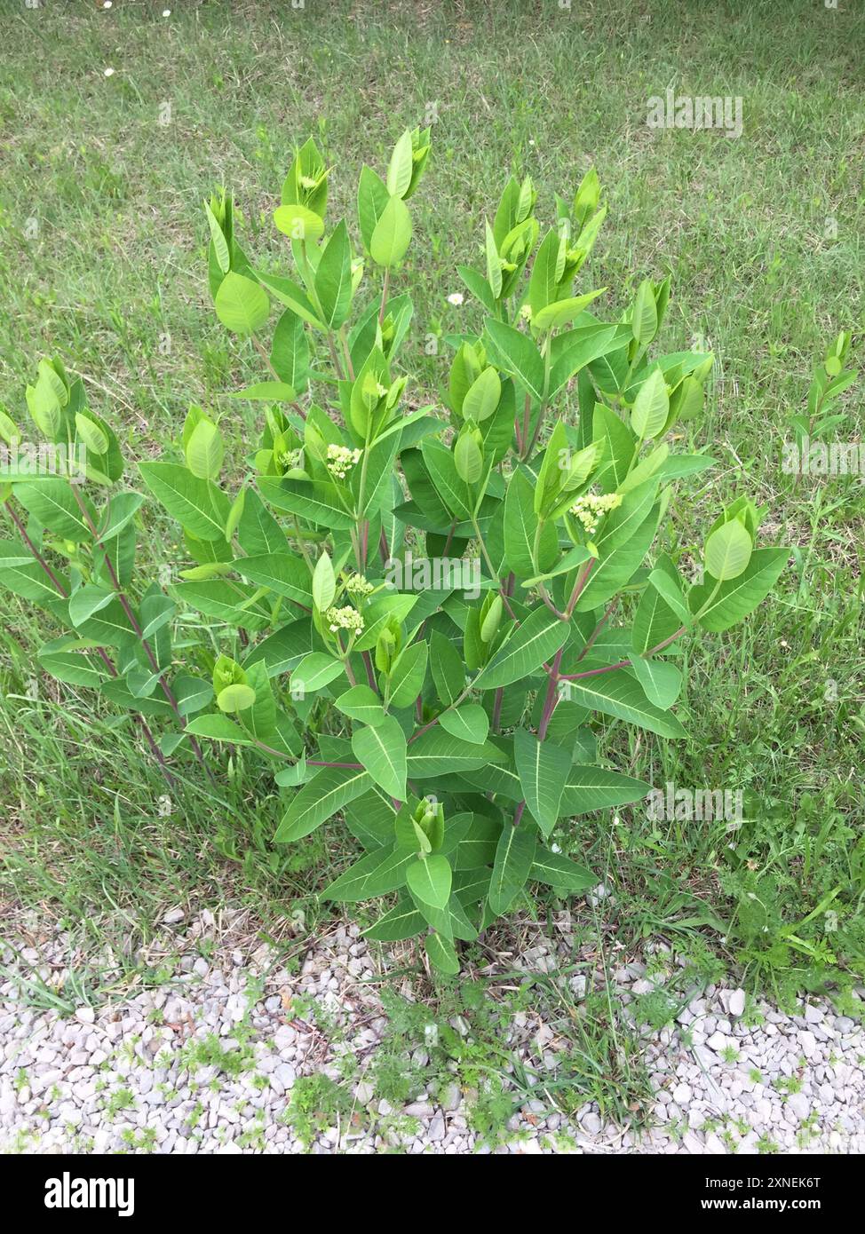 hemp dogbane (Apocynum cannabinum) Plantae Stock Photo - Alamy