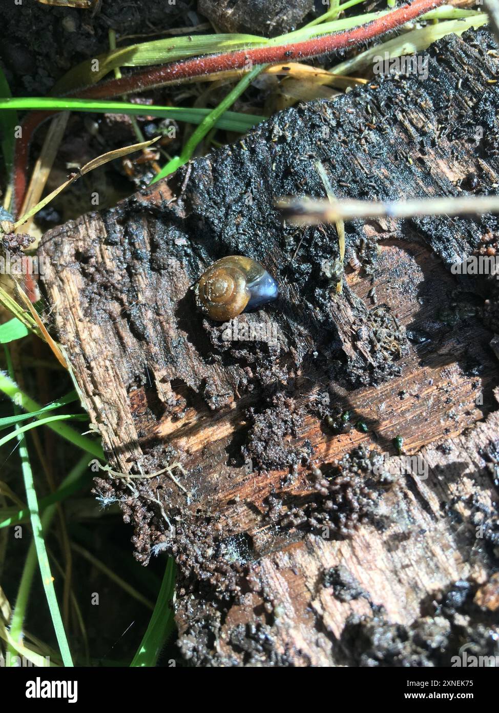 Typical Glass Snails (Oxychilus) Mollusca Stock Photo - Alamy