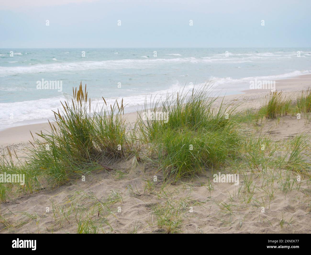 Grass growing on coastal sand dunes in Skagen, Denmark. Plant Ammophila ...