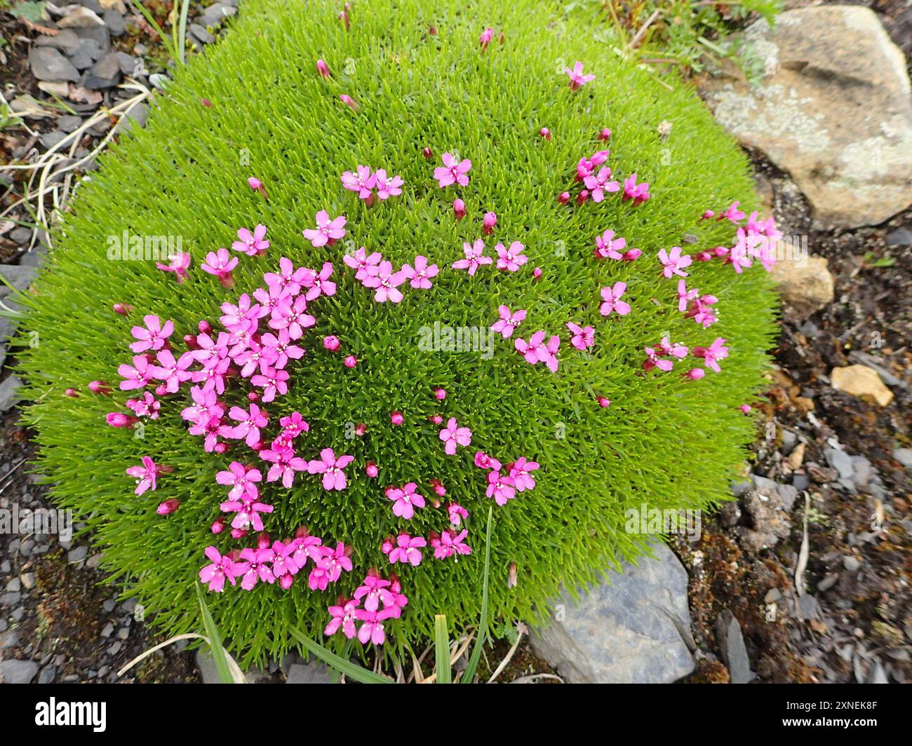 Moss Campion (Silene acaulis) Plantae Stock Photo - Alamy