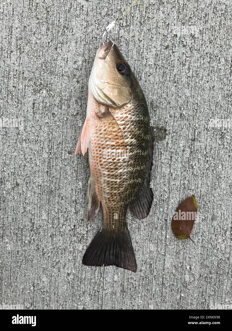 Gray Snapper (Lutjanus griseus) Actinopterygii Stock Photo - Alamy